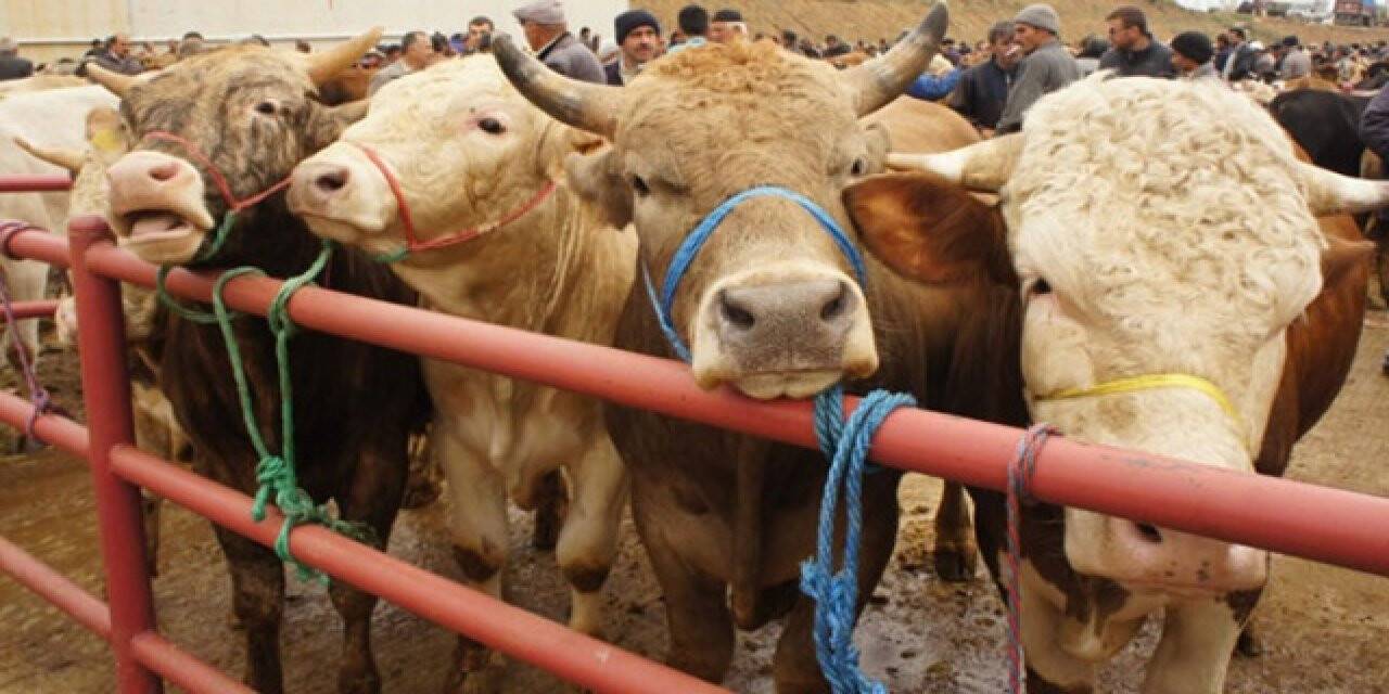 Şırdan Nedir? Hayvanın neresinden yapılır?