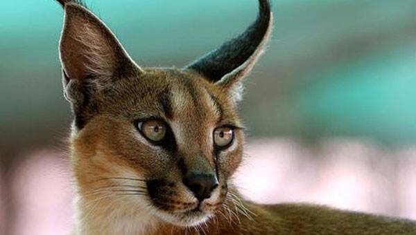 Karakulak Datça'da görüntülendi